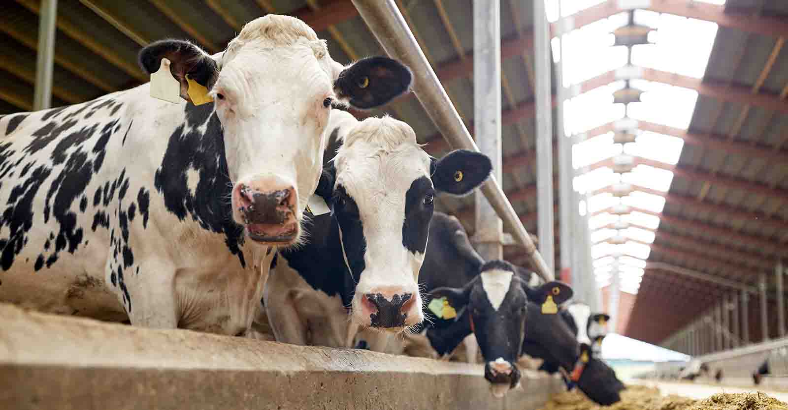 Press Information: Facts show: Dairy market grows and retains momentum ...