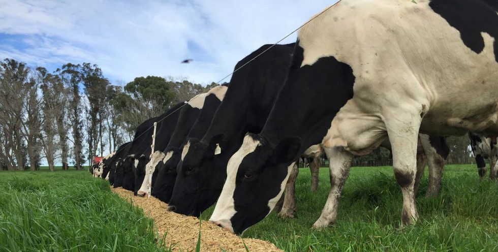 Inflation and low supply growth dominate the dairy sector