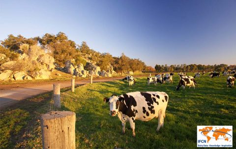 IFCN Dairy Report 2024: Improved global milk production growth and ...